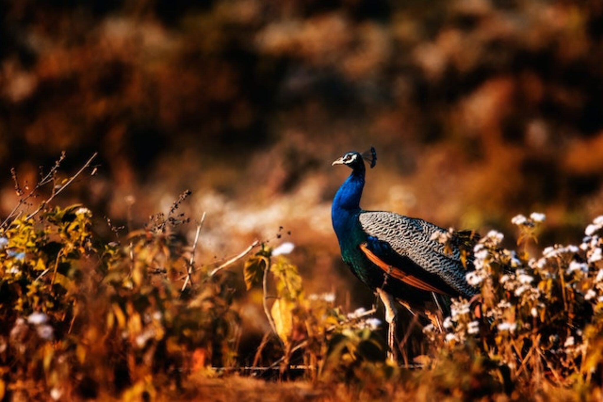 The Majestic Peacock: Symbolism Across Cultures