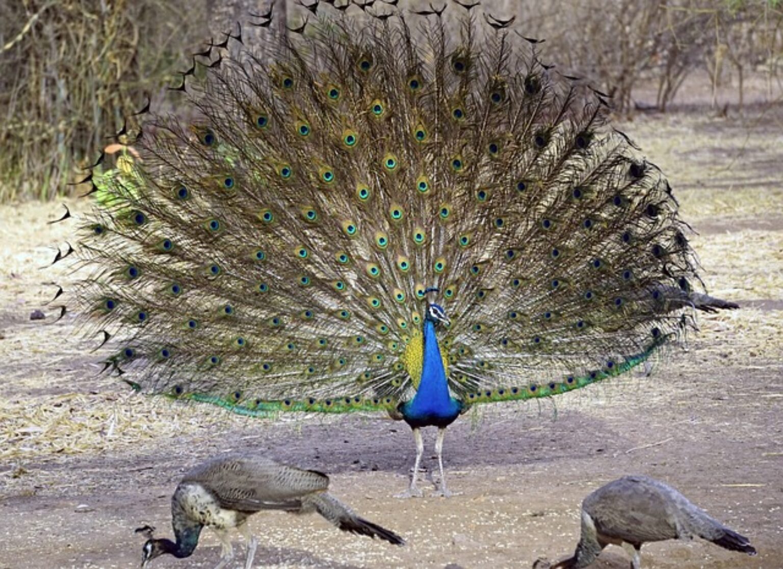 30 Unique Symbols of Beauty and What They Mean