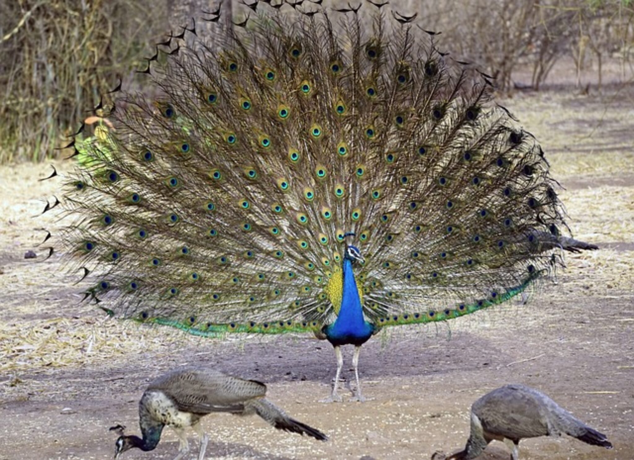 30 Unique Symbols of Beauty and What They Mean