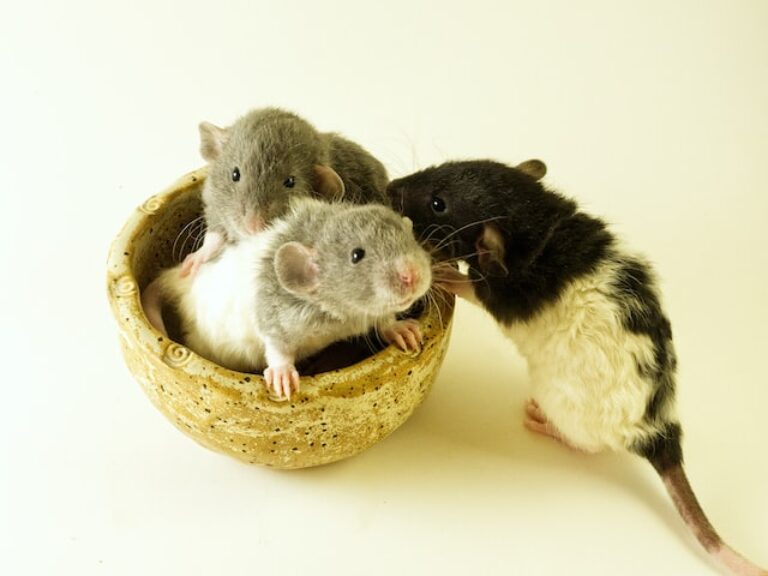 Dreaming of Rats – Possible Meanings and Scenarios - Symbol Sage
