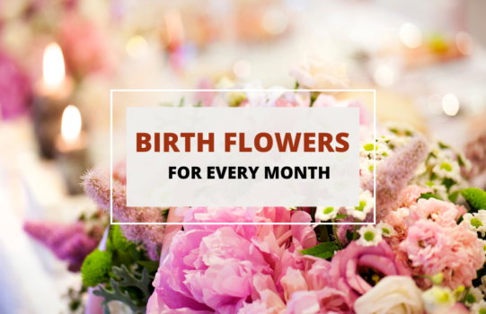 Birth Month Flowers and What They Mean (A Guide) - Symbol Sage