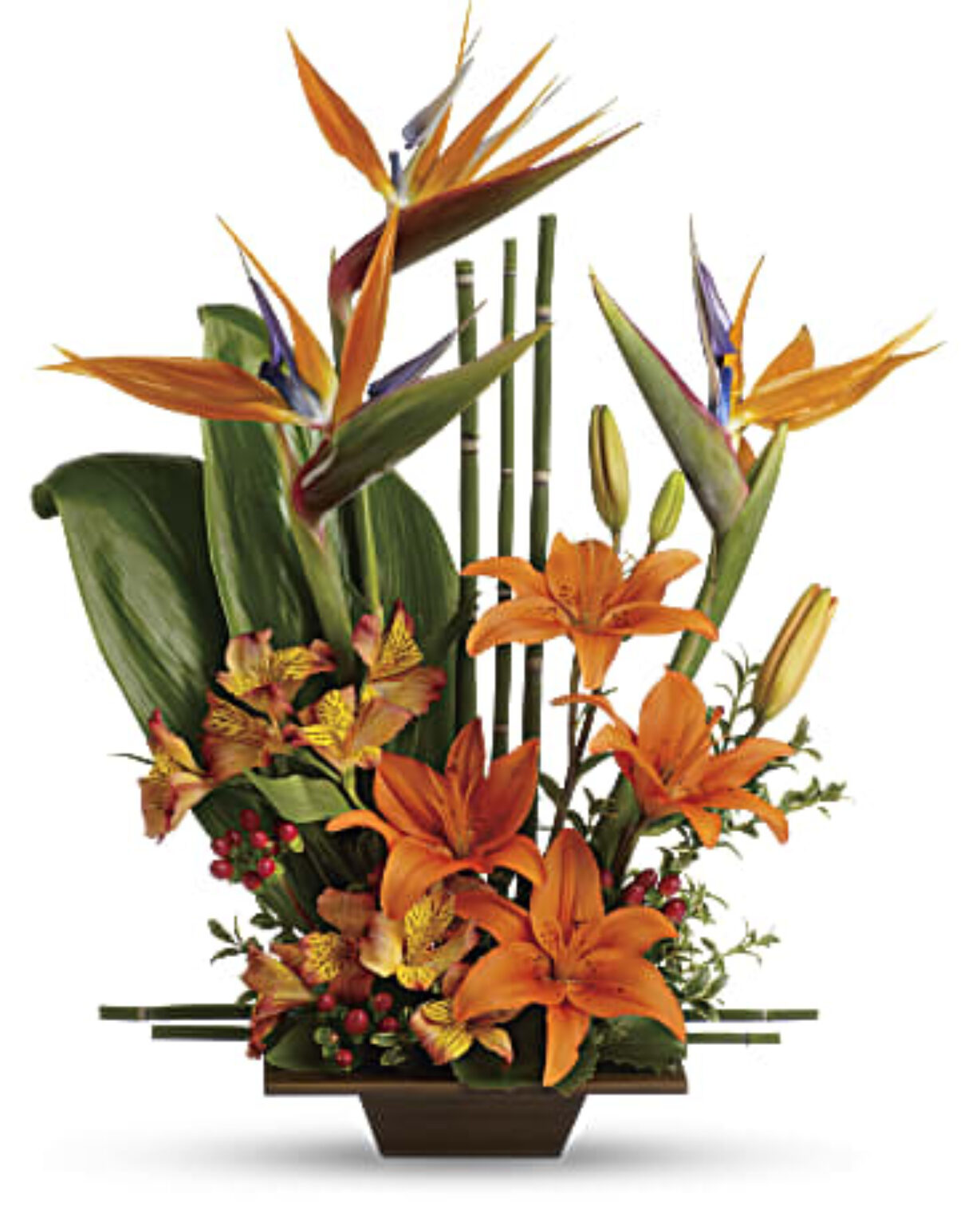 Bird-of-Paradise Flower – Symbolism and Meaning - Symbol Sage