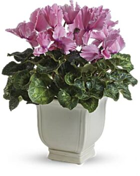 Cyclamen Flower – Meaning and Symbolism - Symbol Sage