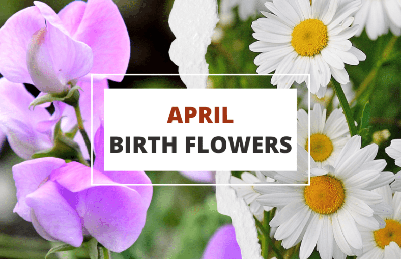 April Birth Flowers – Daisy and Sweet Pea - Symbol Sage