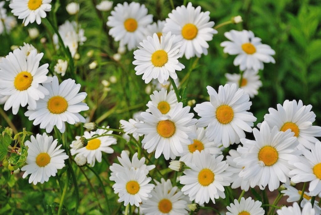 Top 25 Flowers Symbolizing Peace and Why They’re So Amazing