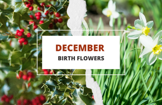 December Birth Flowers – Holly and Narcissus - Symbol Sage