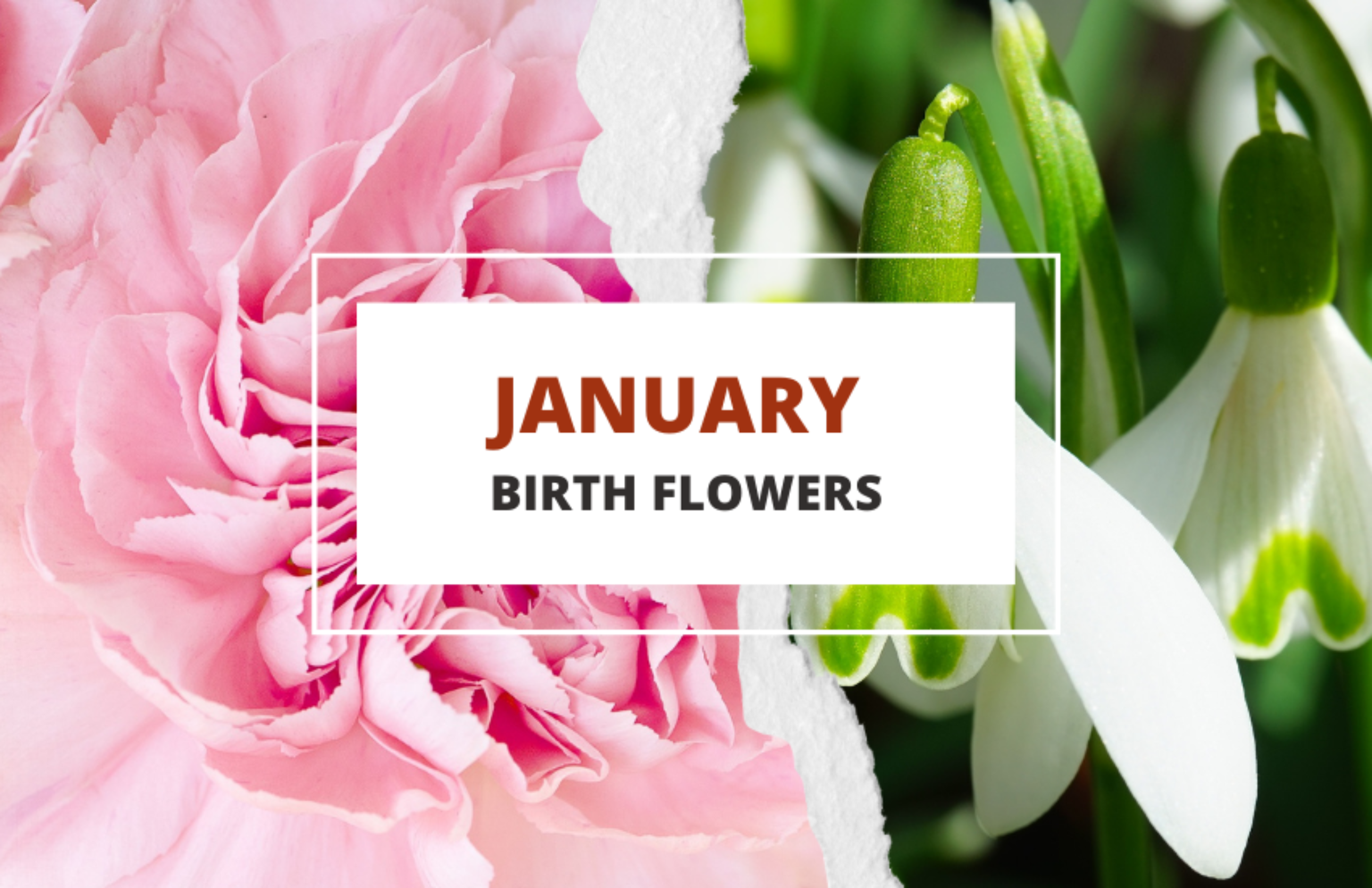 January Birth Flowers – Carnations and Snowdrops - Symbol Sage