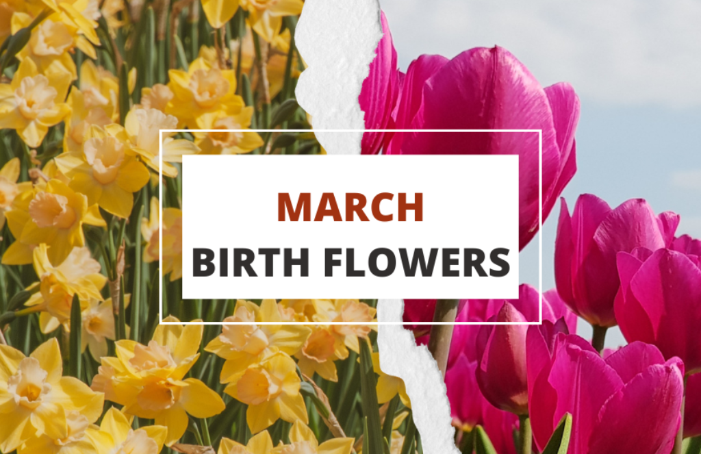 March Birth Flowers – Daffodils and Tulips - Symbol Sage