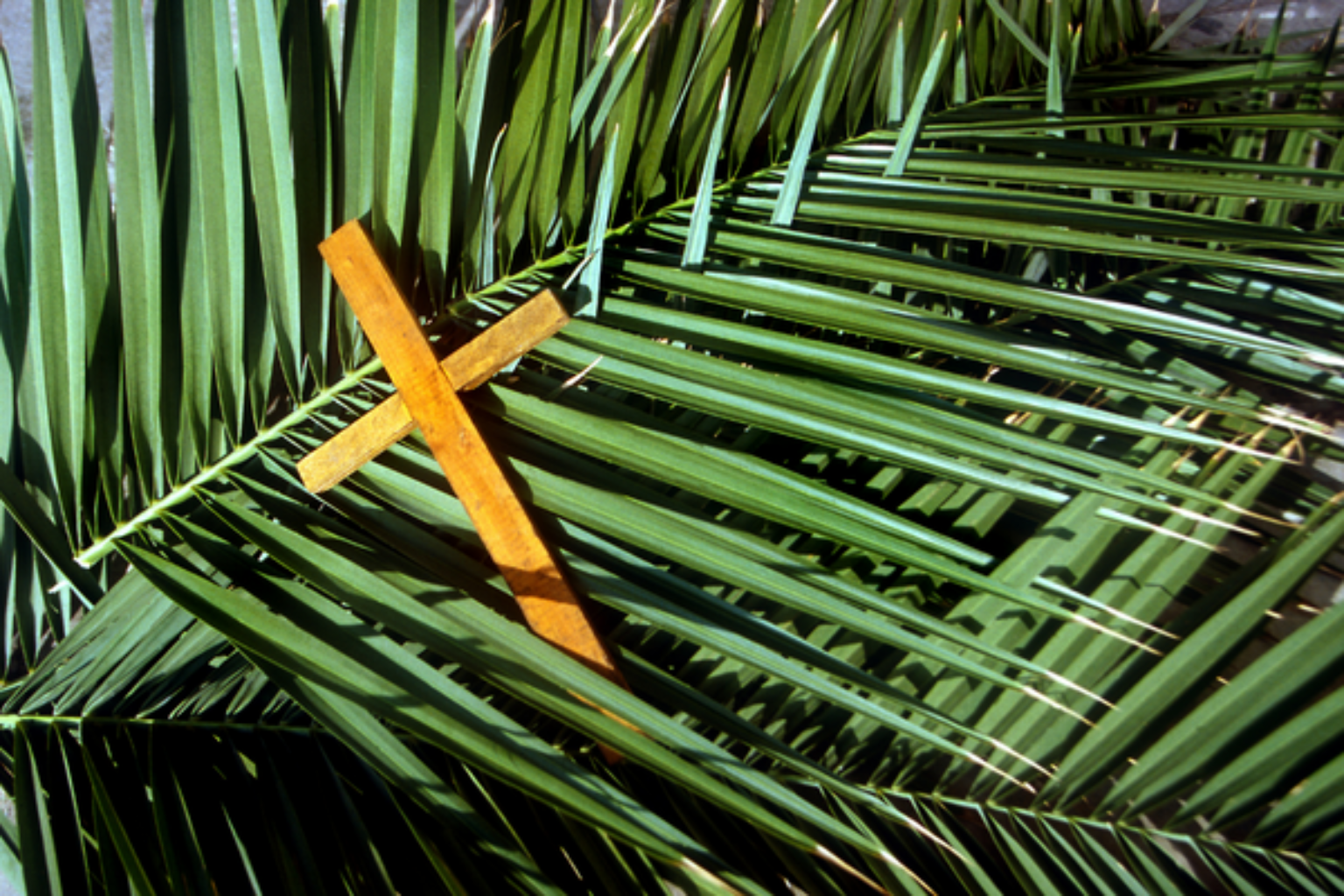 Palm Sunday: Honoring Jesus' Triumphal Entry - Symbol Sage