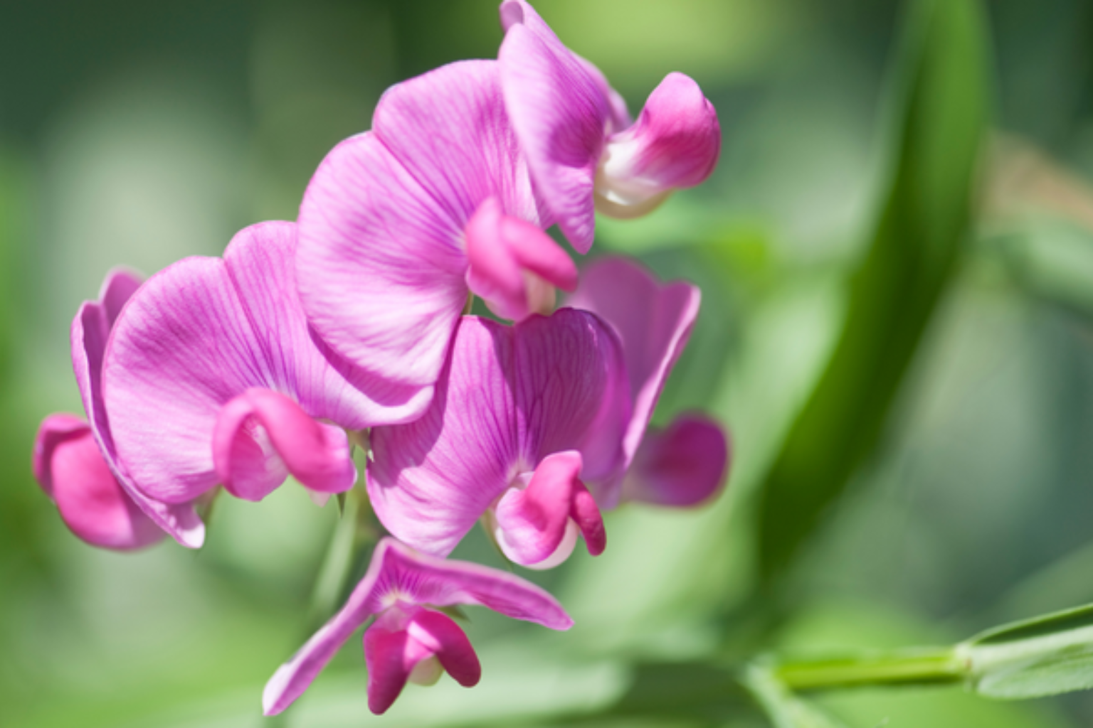 April Birth Flowers – Daisy and Sweet Pea - Symbol Sage