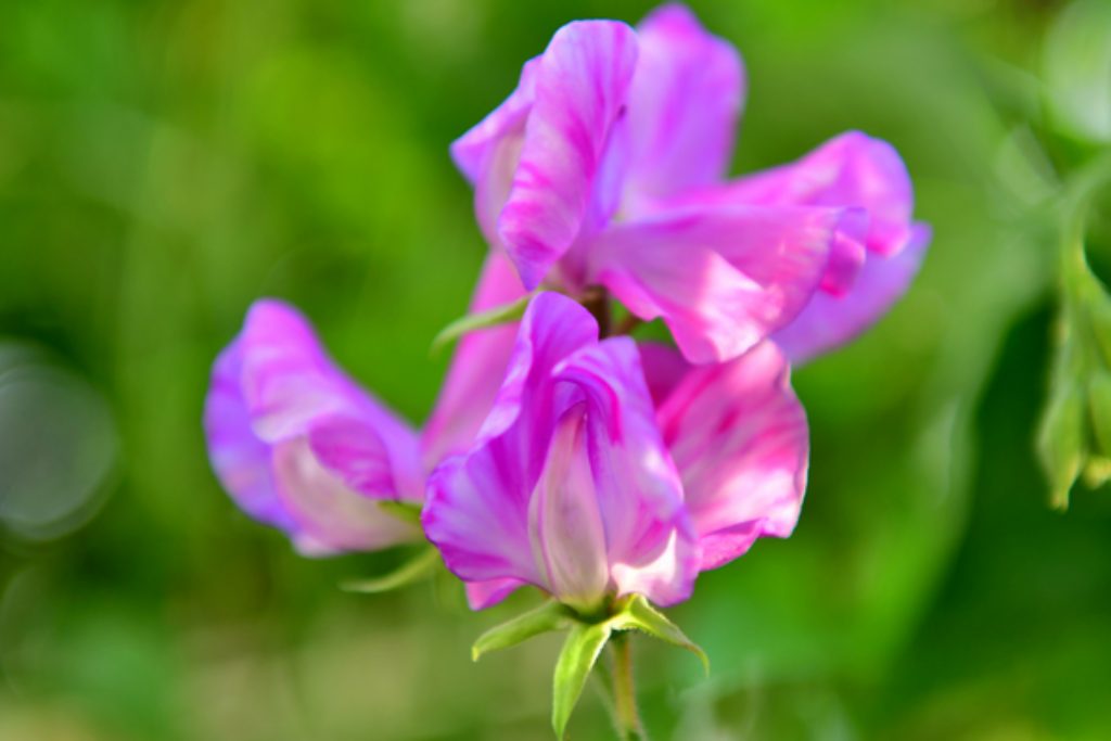 April Birth Flowers – Daisy and Sweet Pea - Symbol Sage
