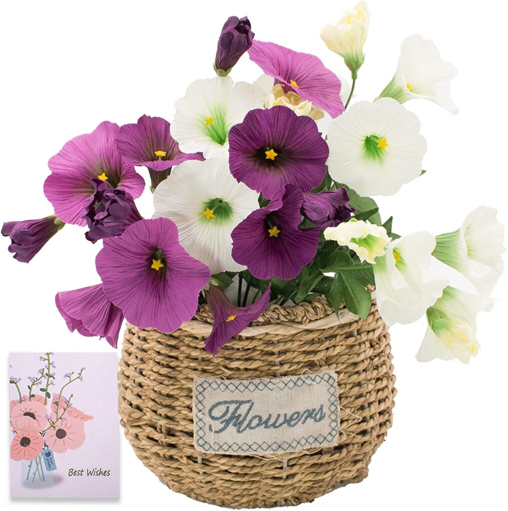 September Birth Flowers: Aster and Morning Glory - Symbol Sage