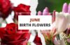 June Birth Flowers: Rose and Honeysuckle - Symbol Sage