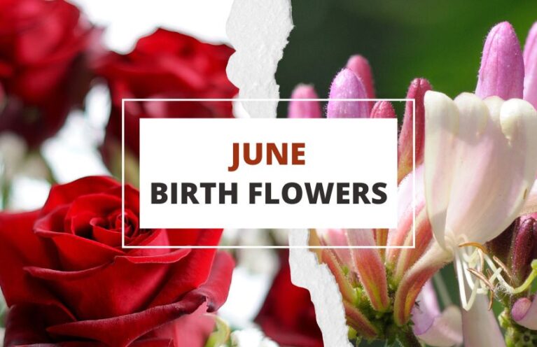 June Birth Flowers: Rose and Honeysuckle - Symbol Sage