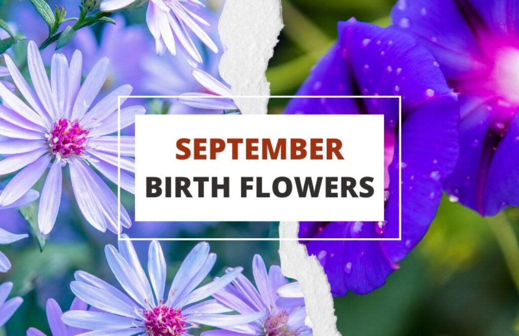 September Birth Flowers: Aster and Morning Glory - Symbol Sage