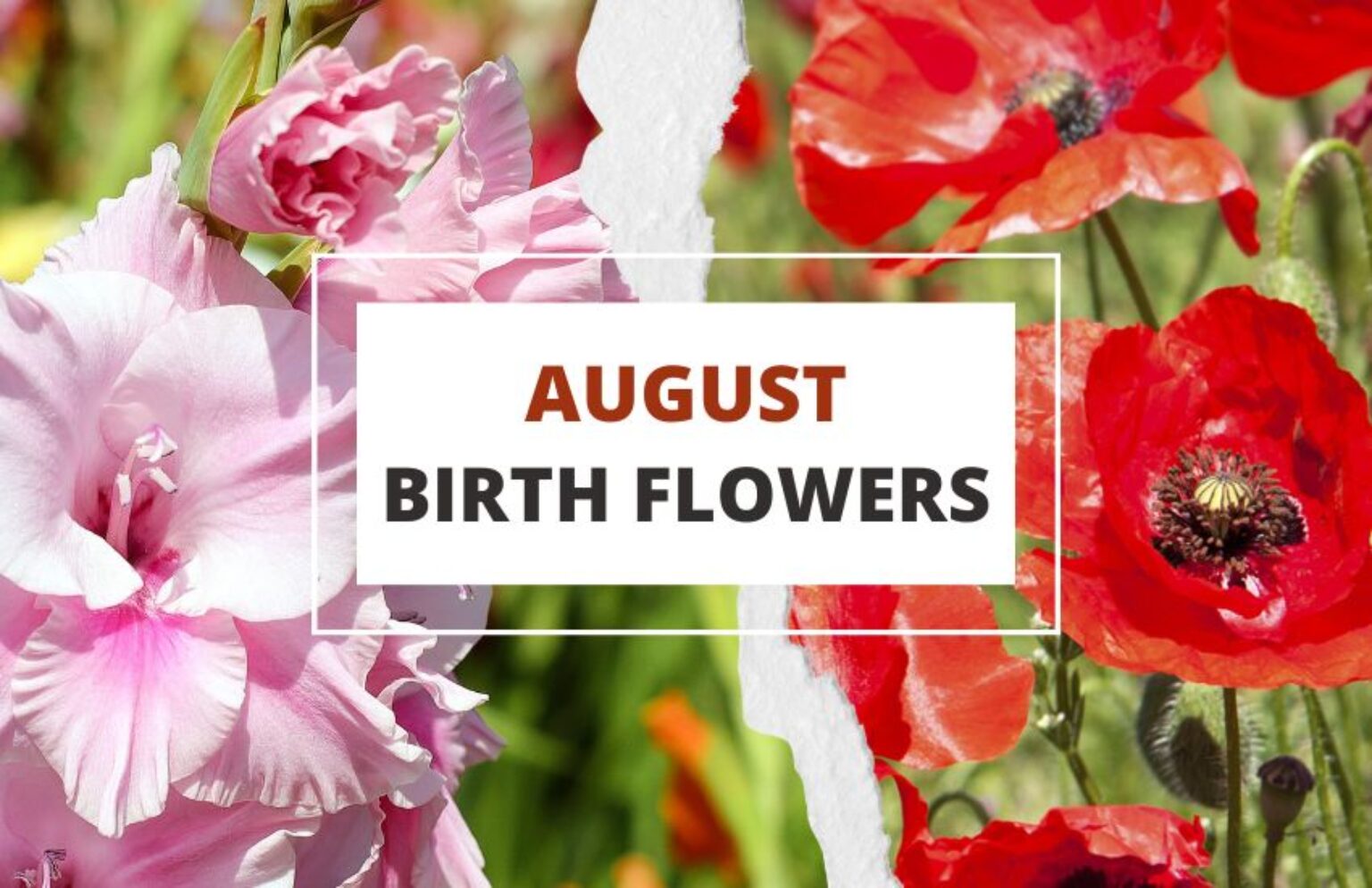 August Birth Flowers: Gladiolus and Poppy - Symbol Sage