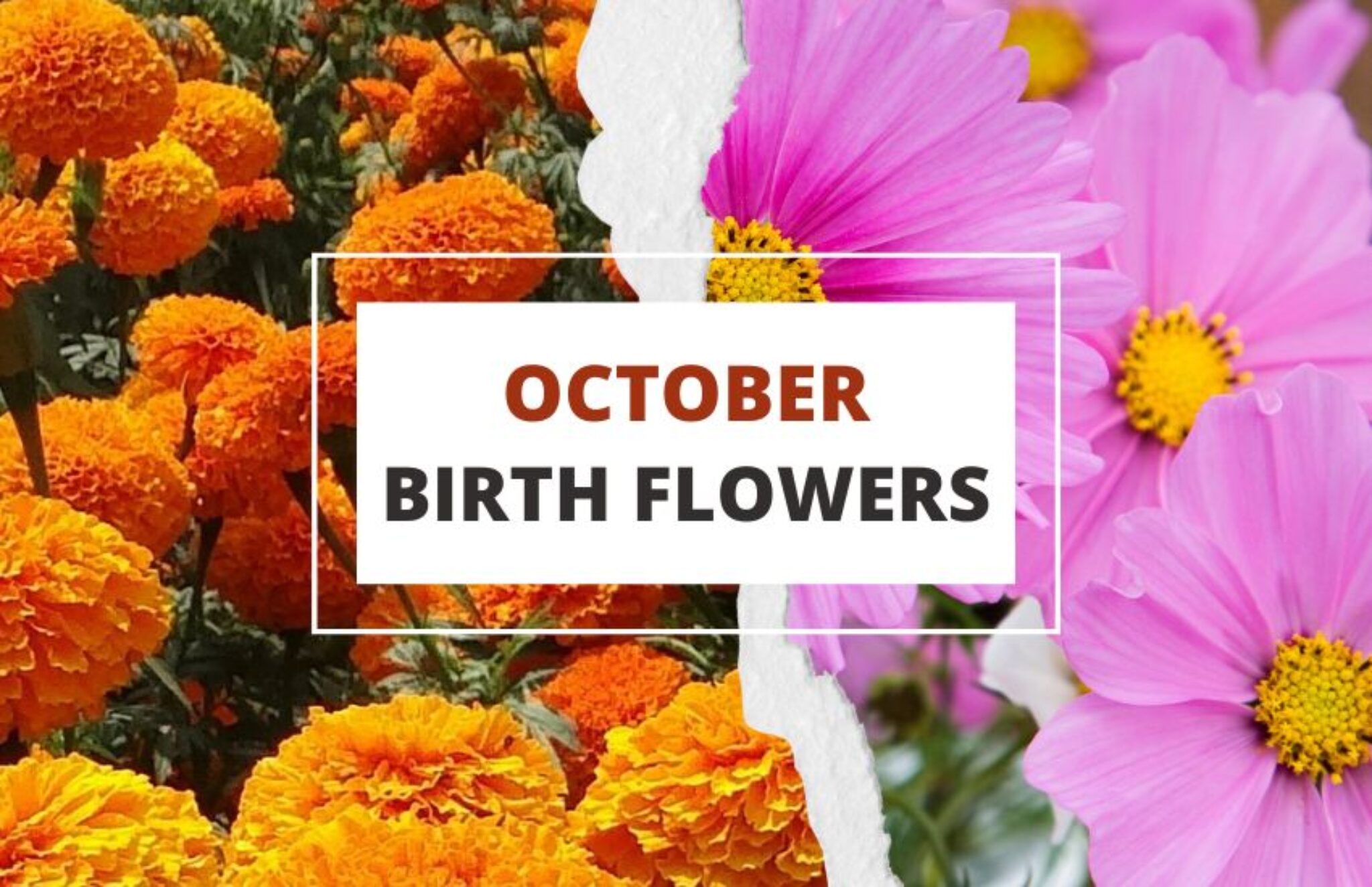 October Birth Flowers: Marigold and Cosmos - Symbol Sage