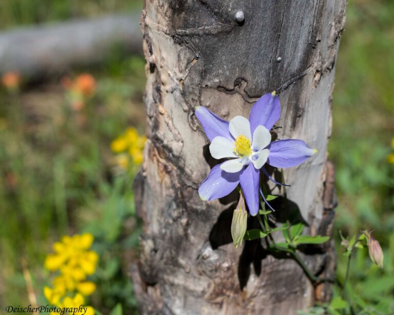 20 Flowers that Symbolize Forgiveness and Say, “I’m Sorry!” - Symbol Sage