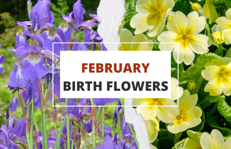 February Birth Flowers – Everything You Need to Know - Symbol Sage