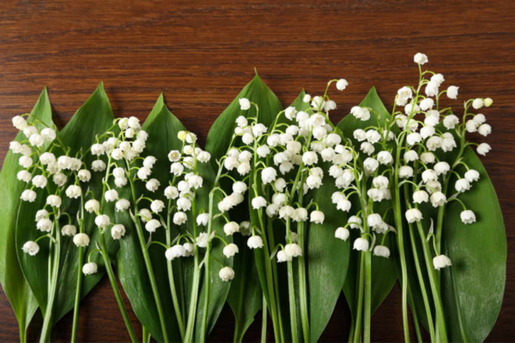 May Birth Flowers: Lily of the Valley and Hawthorn - Symbol Sage