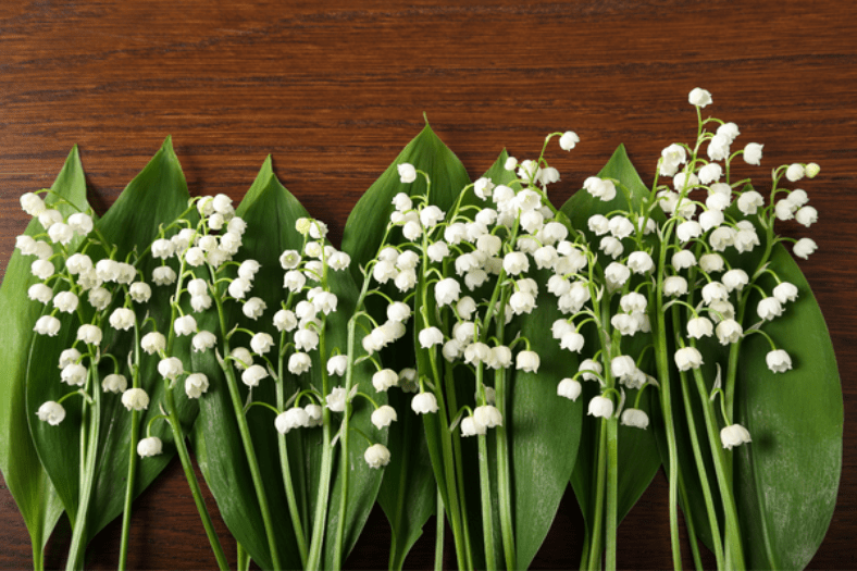 May Birth Flowers: Lily of the Valley and Hawthorn - Symbol Sage