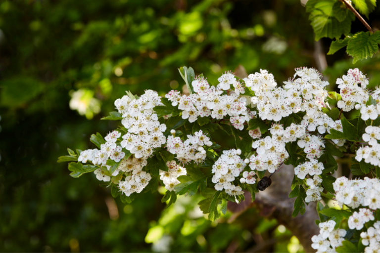May Birth Flowers: Lily of the Valley and Hawthorn - Symbol Sage