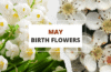 May Birth Flowers: Lily of the Valley and Hawthorn - Symbol Sage