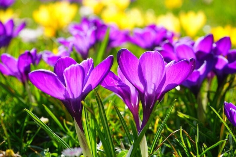 February Birth Flowers – Everything You Need to Know - Symbol Sage