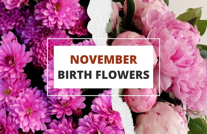 November Birth Flowers: Chrysanthemums and Peony - Symbol Sage