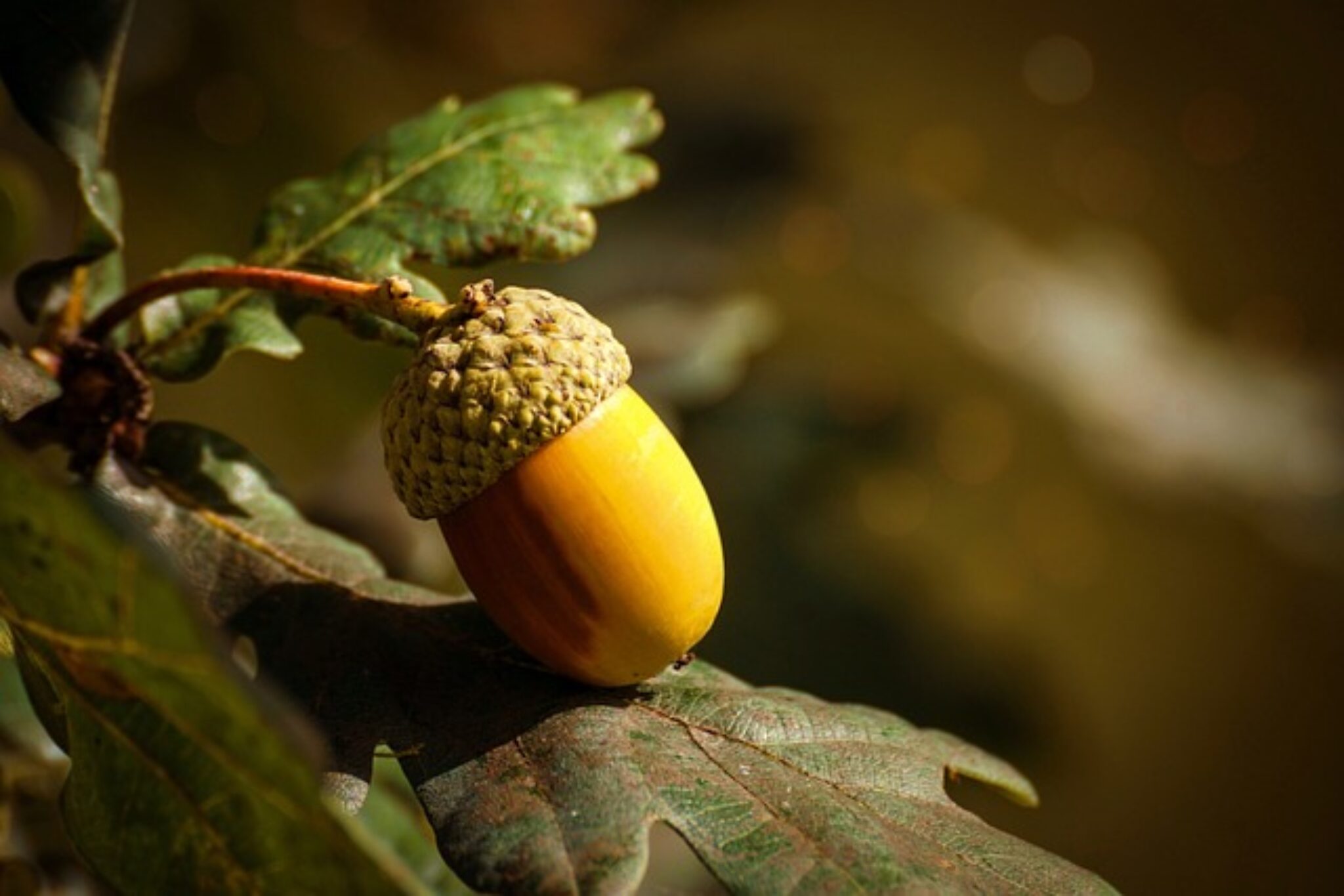 Acorn Symbolism: What Does this Little Nut Mean?