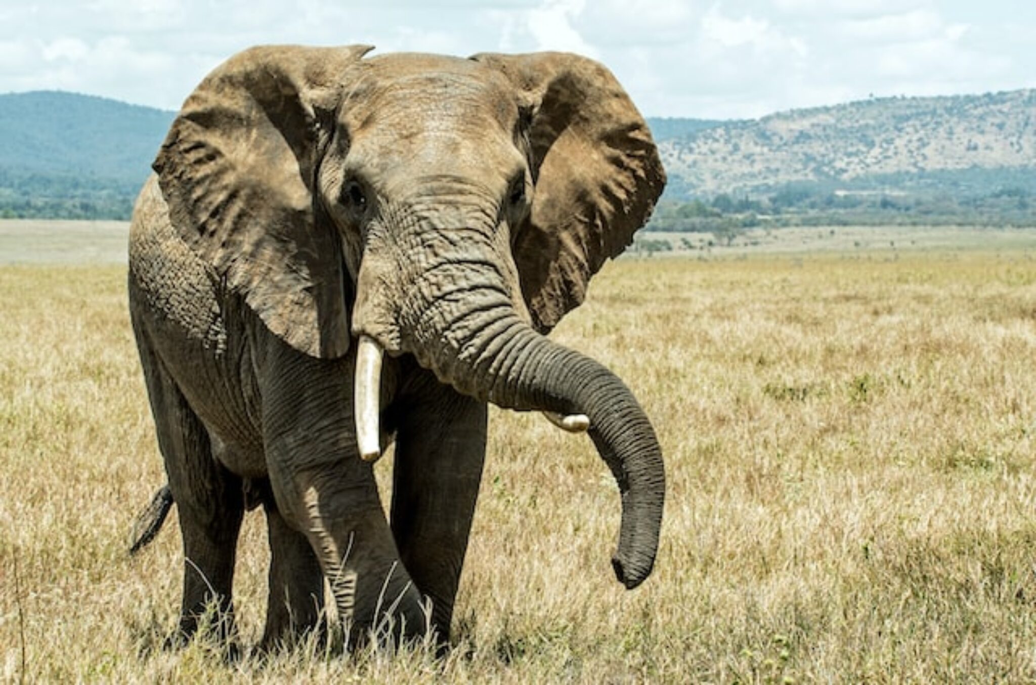 19 Powerful Symbols of Perseverance and What They Mean