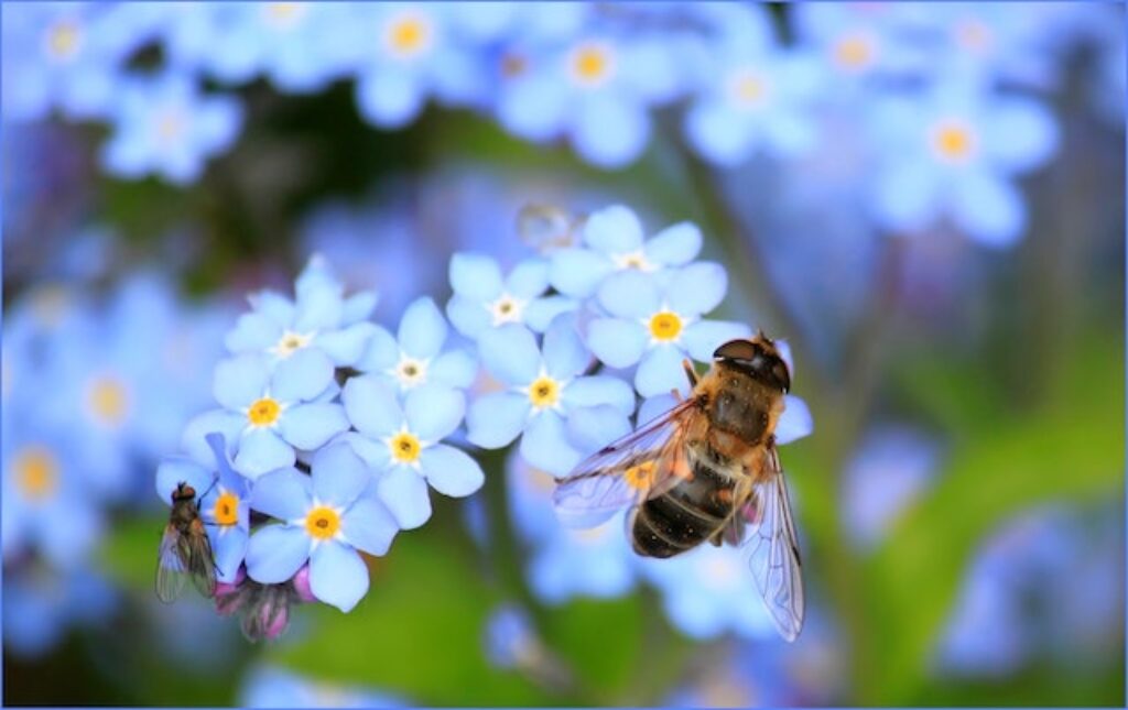 Top 25 Flowers that Symbolize Remembrance