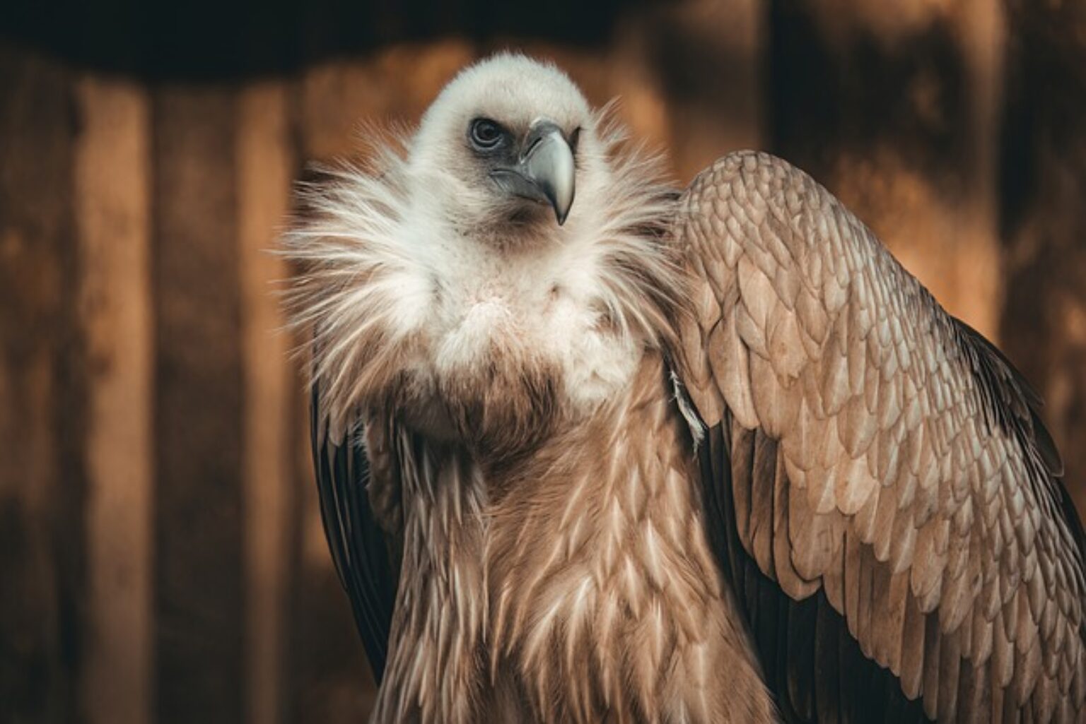 20 Powerful Symbols of Ambition and What They Mean