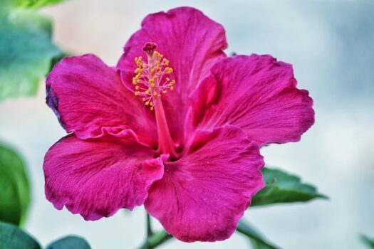 25 Flowers Symbolizing Happiness and Joy