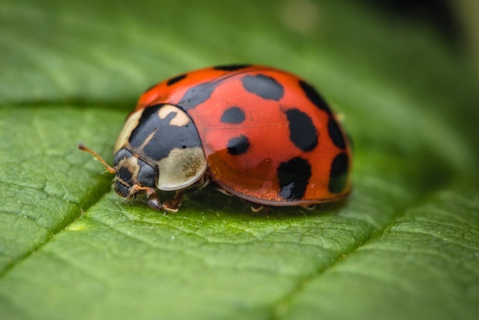 Why Ladybugs are Considered Lucky Symbols