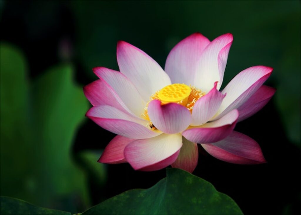 19 Powerful Symbols of Confidence