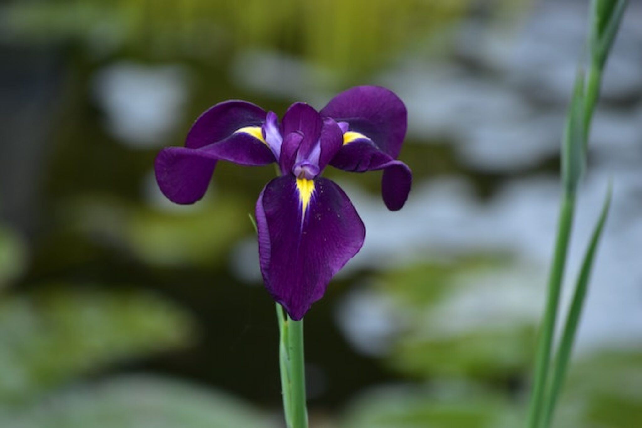 15 Flowers that Symbolize New Beginnings