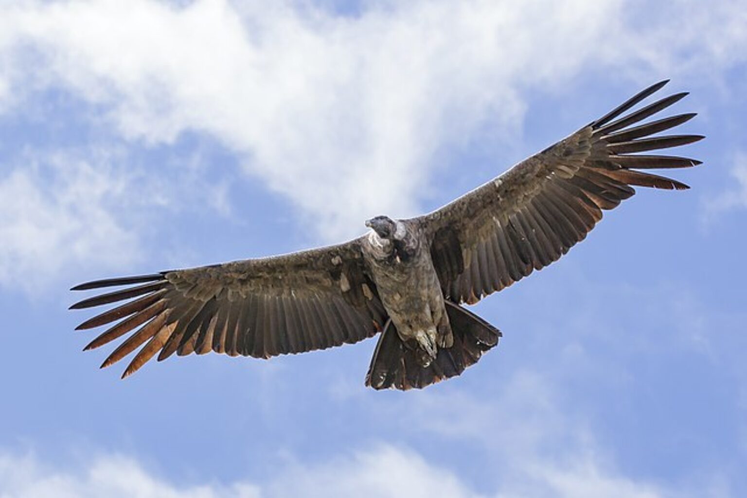 24 Powerful Symbols of Freedom (And Their Origins)