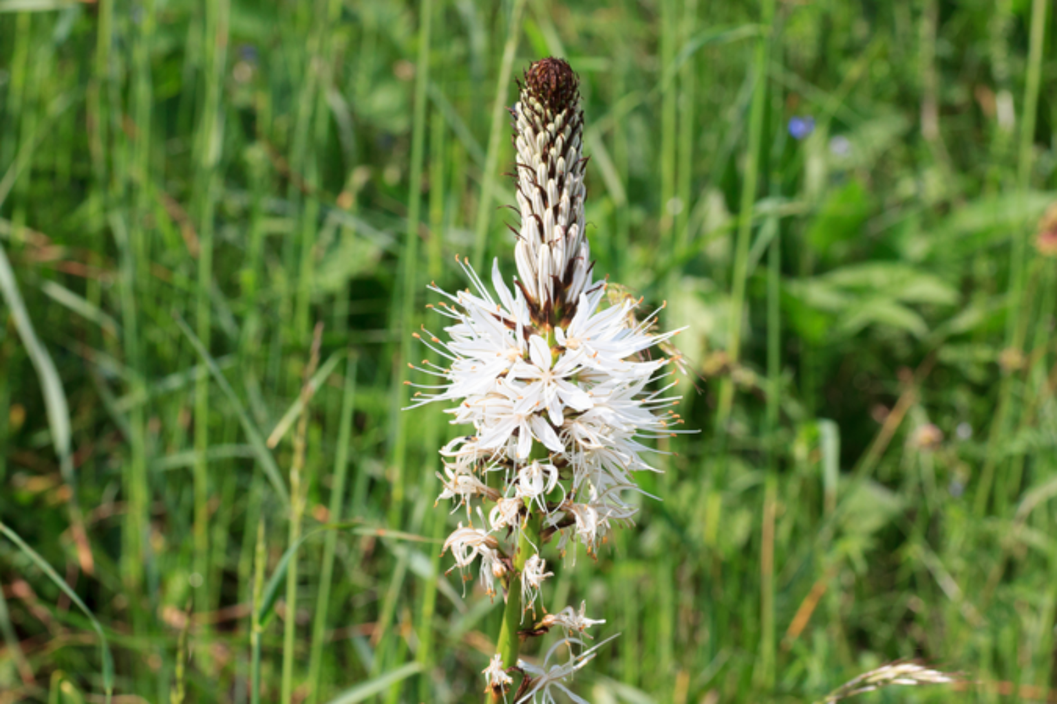13 Flowers that Symbolize Death in Different Cultures