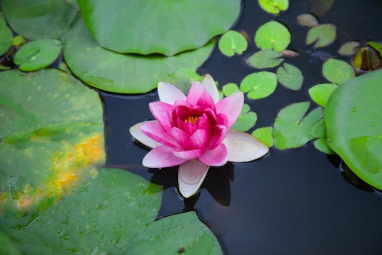 16 Flowers that Symbolize Wealth and Prosperity