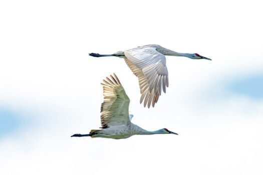 The Deep Symbolism of the Crane in Different Cultures