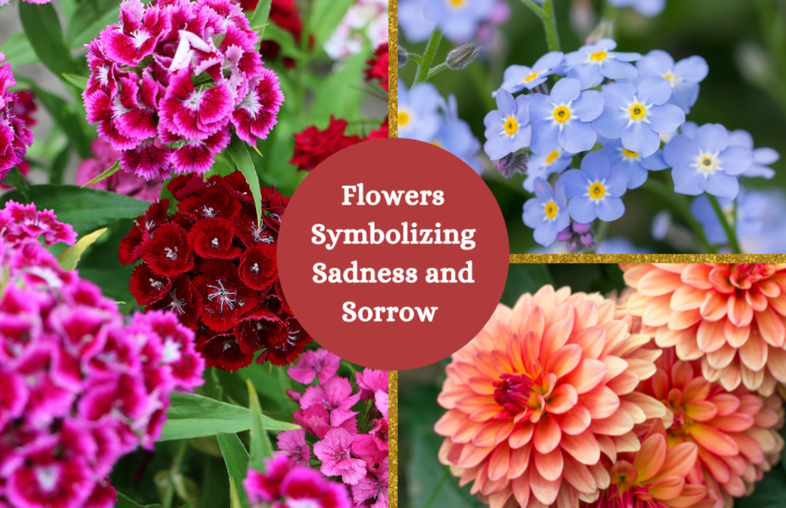 25 Flowers that Symbolize Sadness