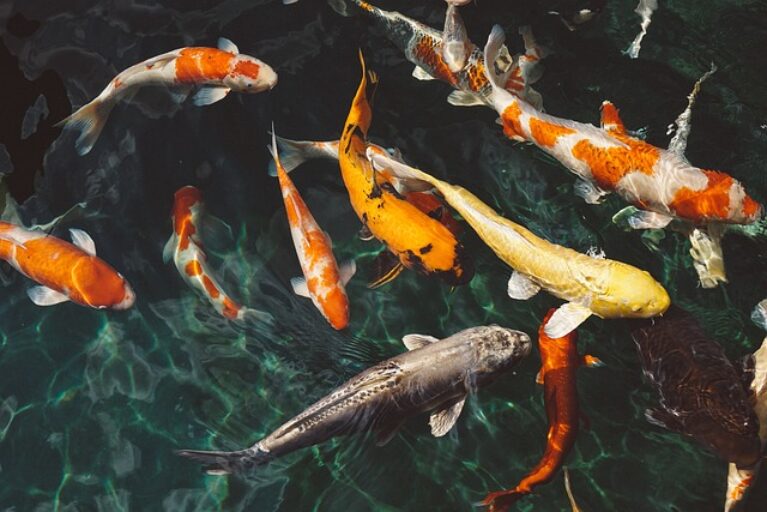 19 Powerful Symbols of Optimism and What They Mean
