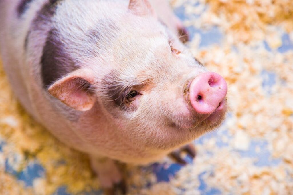 15 Powerful Symbols of Greed and Their Meanings