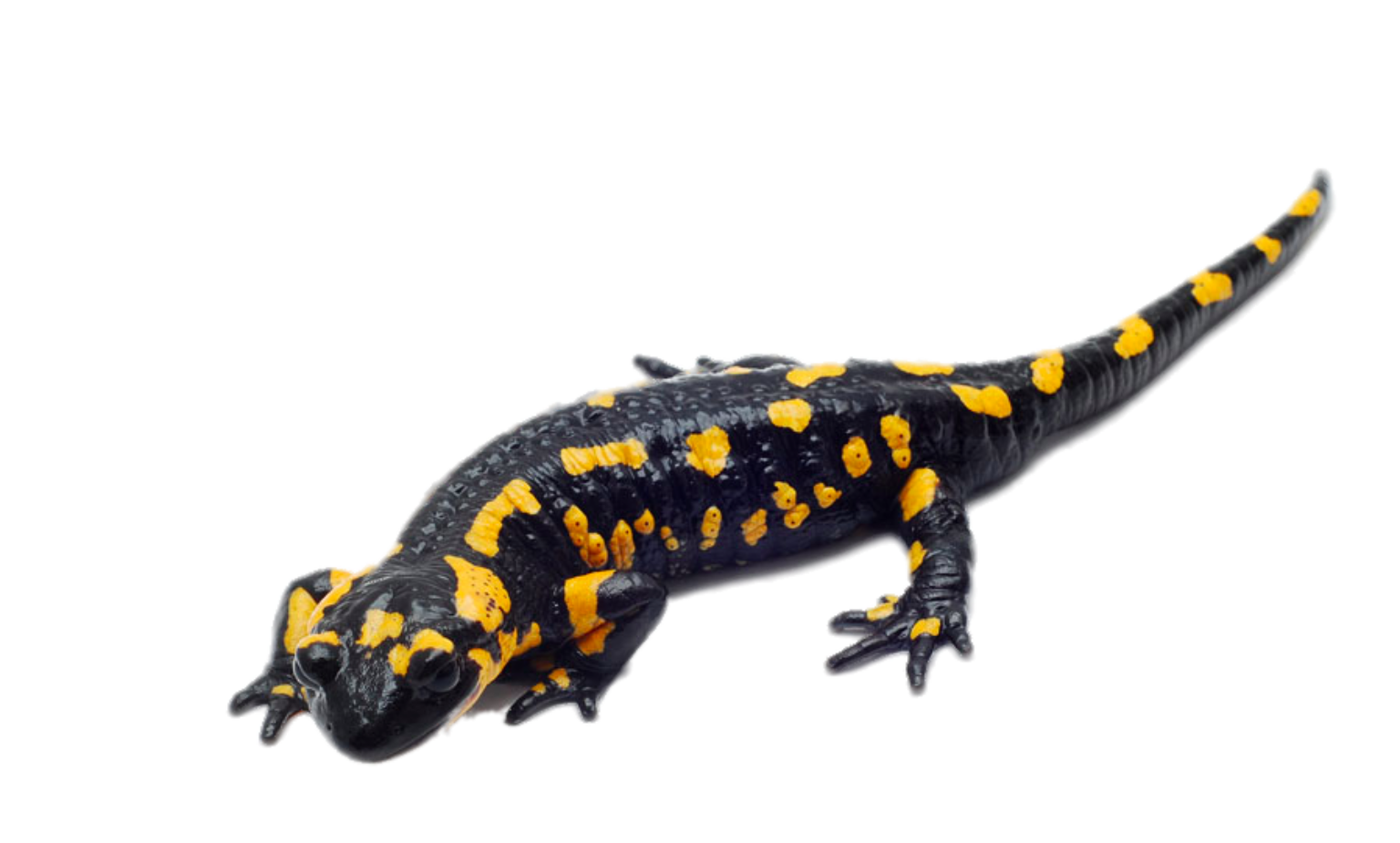 Top 9 Symbols of Fire and Their Meanings