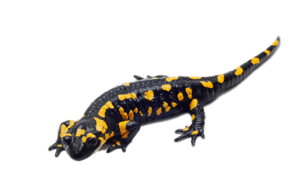 Top 9 Symbols of Fire and Their Meanings