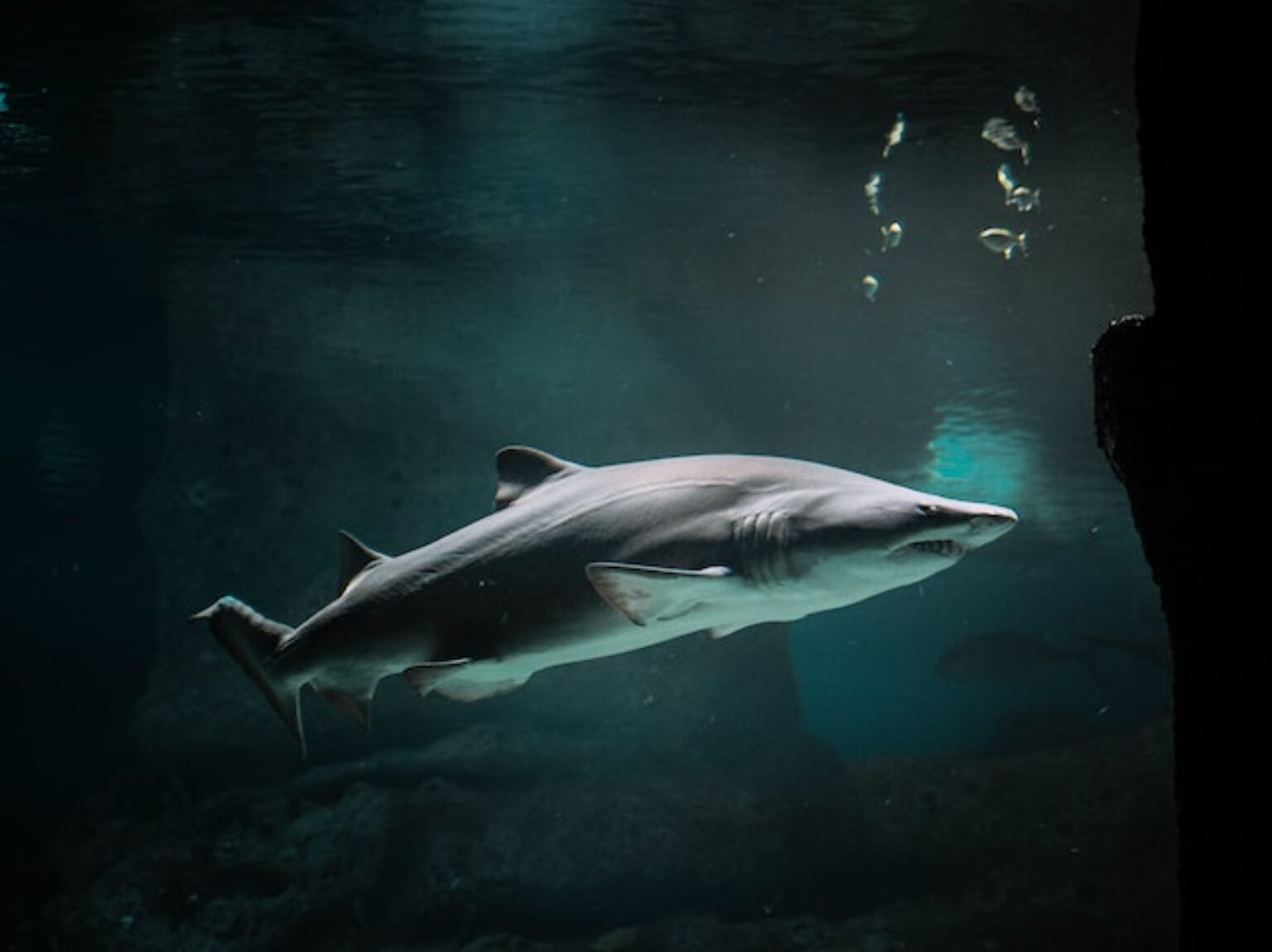 12 Popular Symbols of the Sea and What They Mean