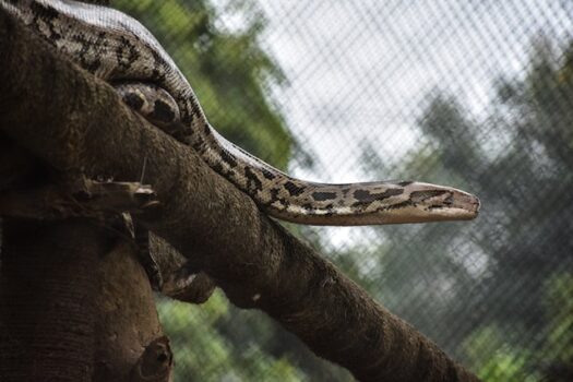15 Potent Symbols of Jealousy and What They Mean