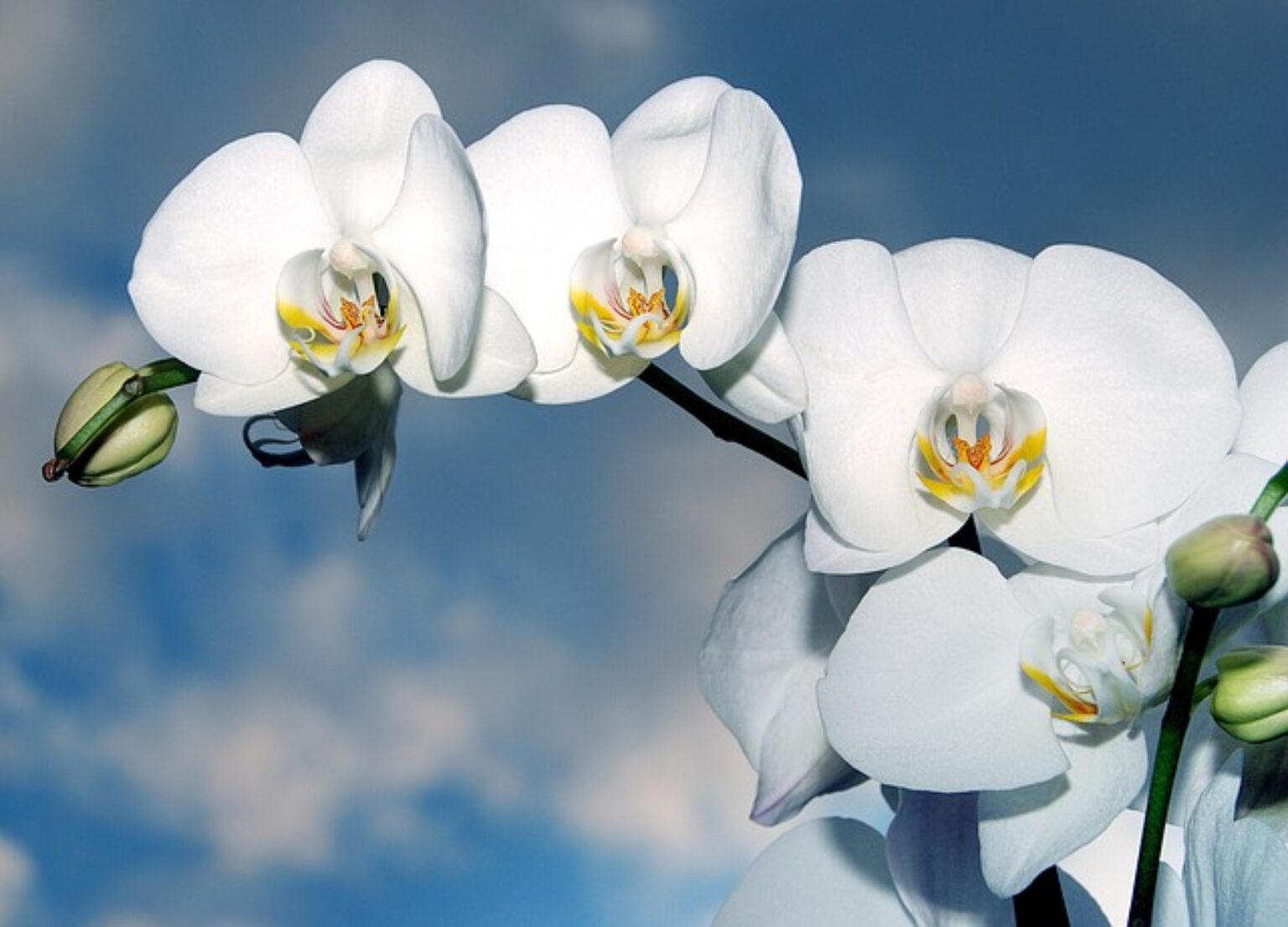 Top 25 Flowers Symbolizing Peace and Why They’re So Amazing