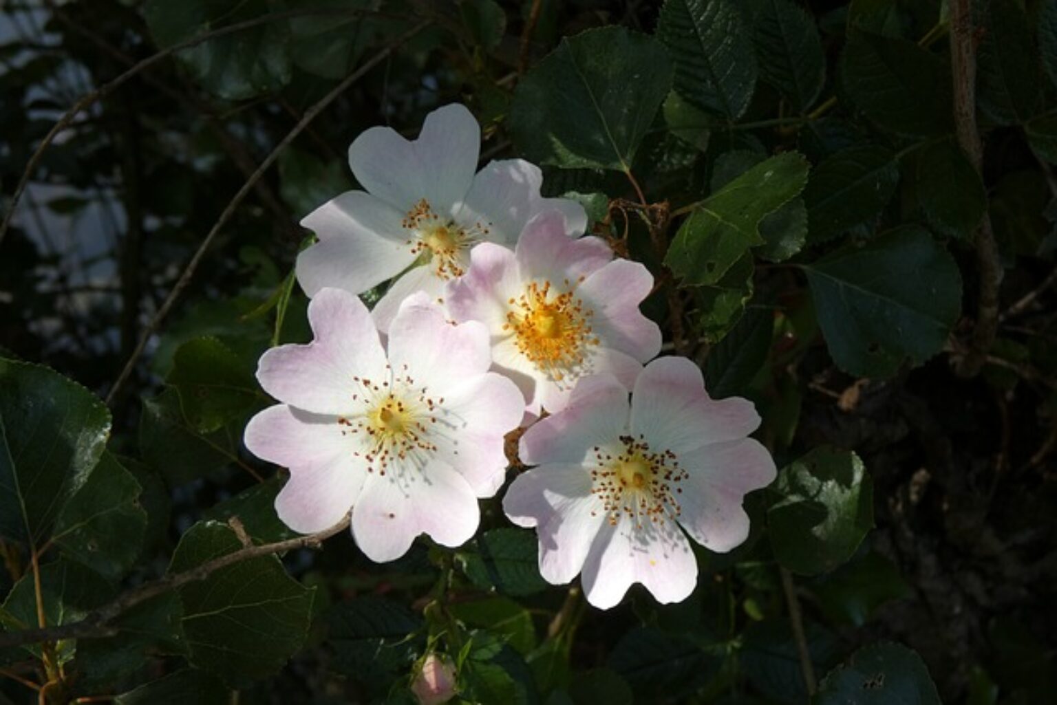25 Flowers that Symbolize Protection and How They Got This Meaning